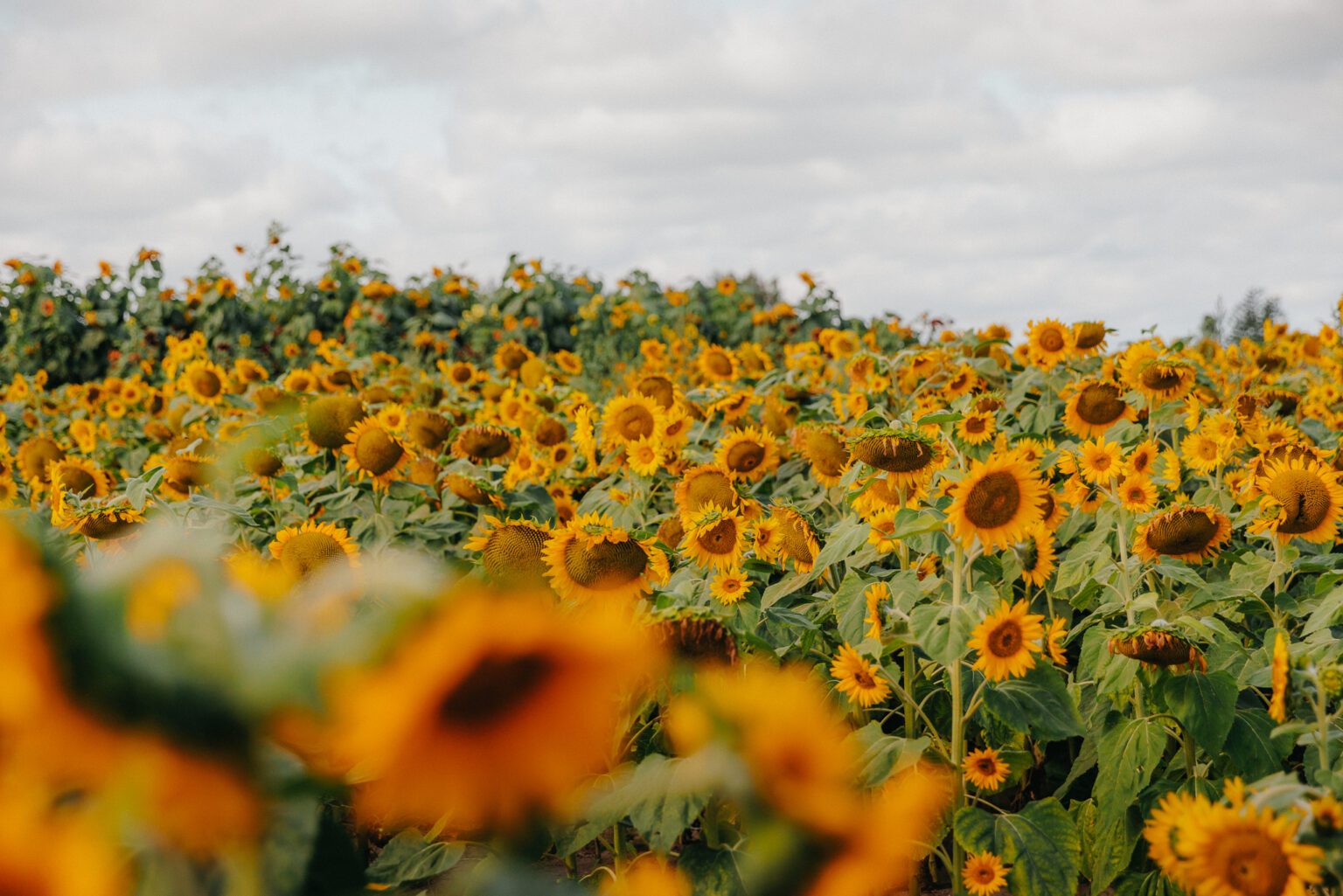 Experience Simcoe County this Summer - Tourism Simcoe County